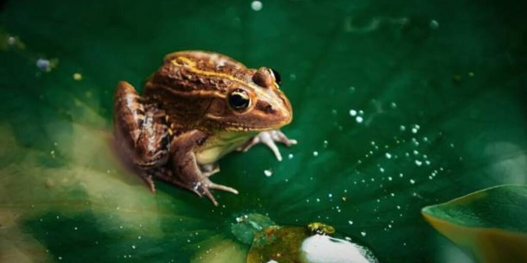 ¡Impactante significado de soñar comiendo sapos! Descubre qué revela ...